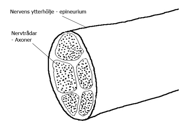 Vad är en nerv? | Plexusskada